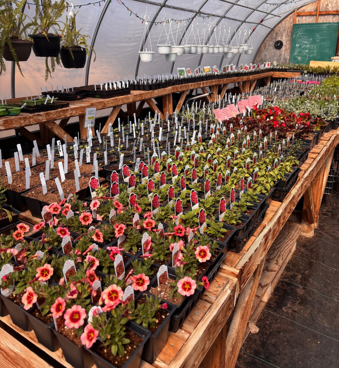 Plant Sale! - ACL Beausejour